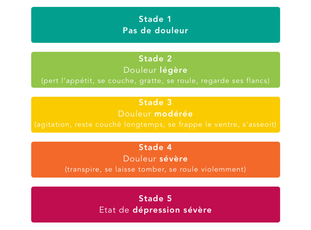 Comment réagir face à un cheval en colique ? | Equisense - Blog
