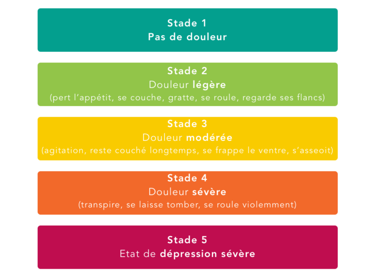 Comment réagir face à un cheval en colique ? | Equisense - Blog