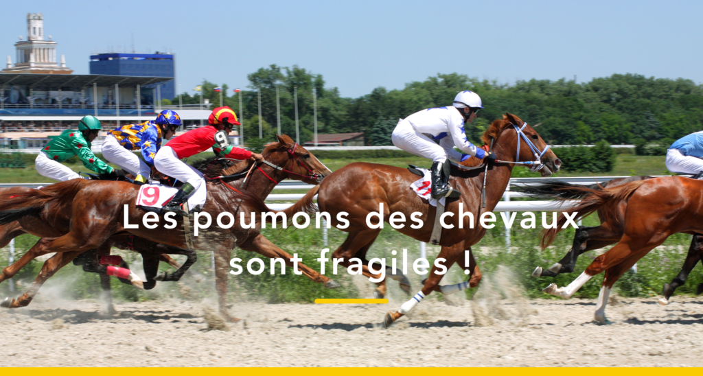 Les 7 choses à savoir sur la musculation du cheval | Equisense - Blog