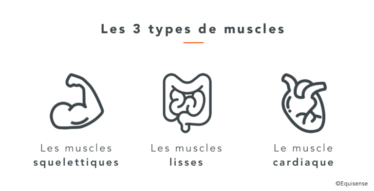 Les 7 choses à savoir sur la musculation du cheval | Equisense - Blog
