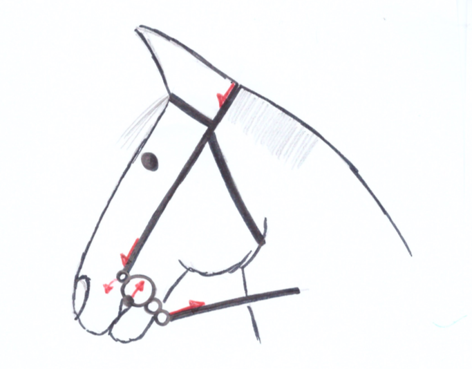 Wie funktioniert ein Gebiss eigentlich? | Equisense - Blog