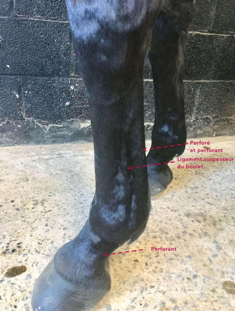 Mon cheval a une tendinite, c’est grave Docteur ? | Equisense - Blog