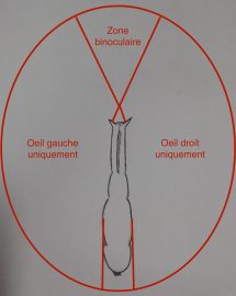 6 questions qu'on s'est tous posées sur la vision du cheval | Equisense ...