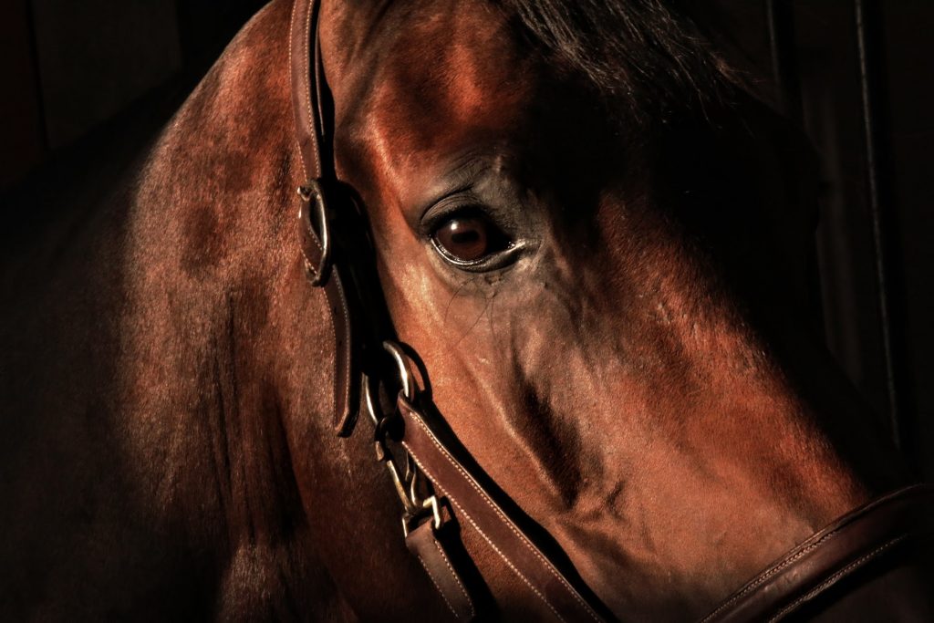 6 questions qu'on s'est tous posées sur la vision du cheval | Equisense ...