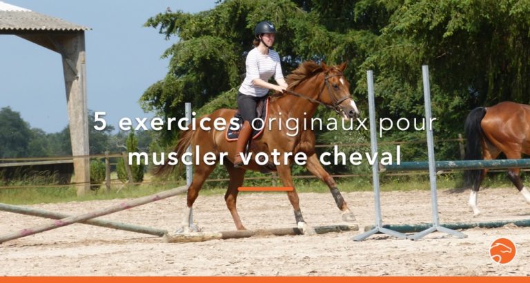 5 exercices de renforcement musculaire à l'obstacle | Equisense - Blog