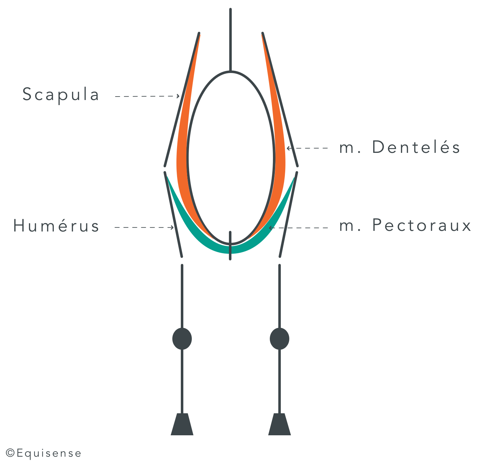 Voici comment muscler le poitrail de son cheval ! | Equisense - Blog