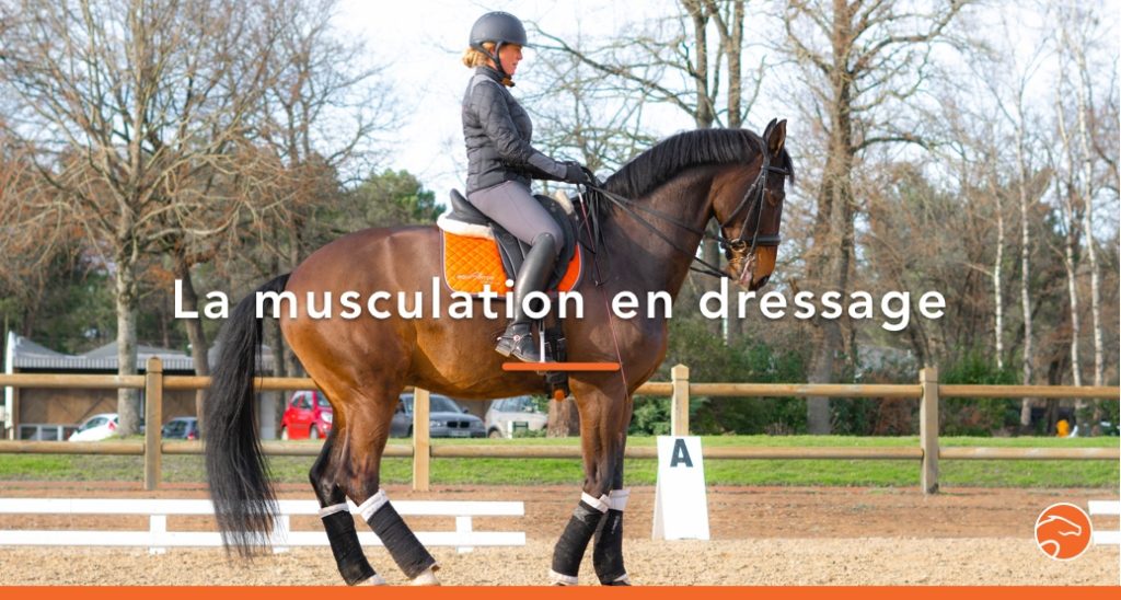 4 exercices de dressage pour muscler votre cheval | Equisense - Blog