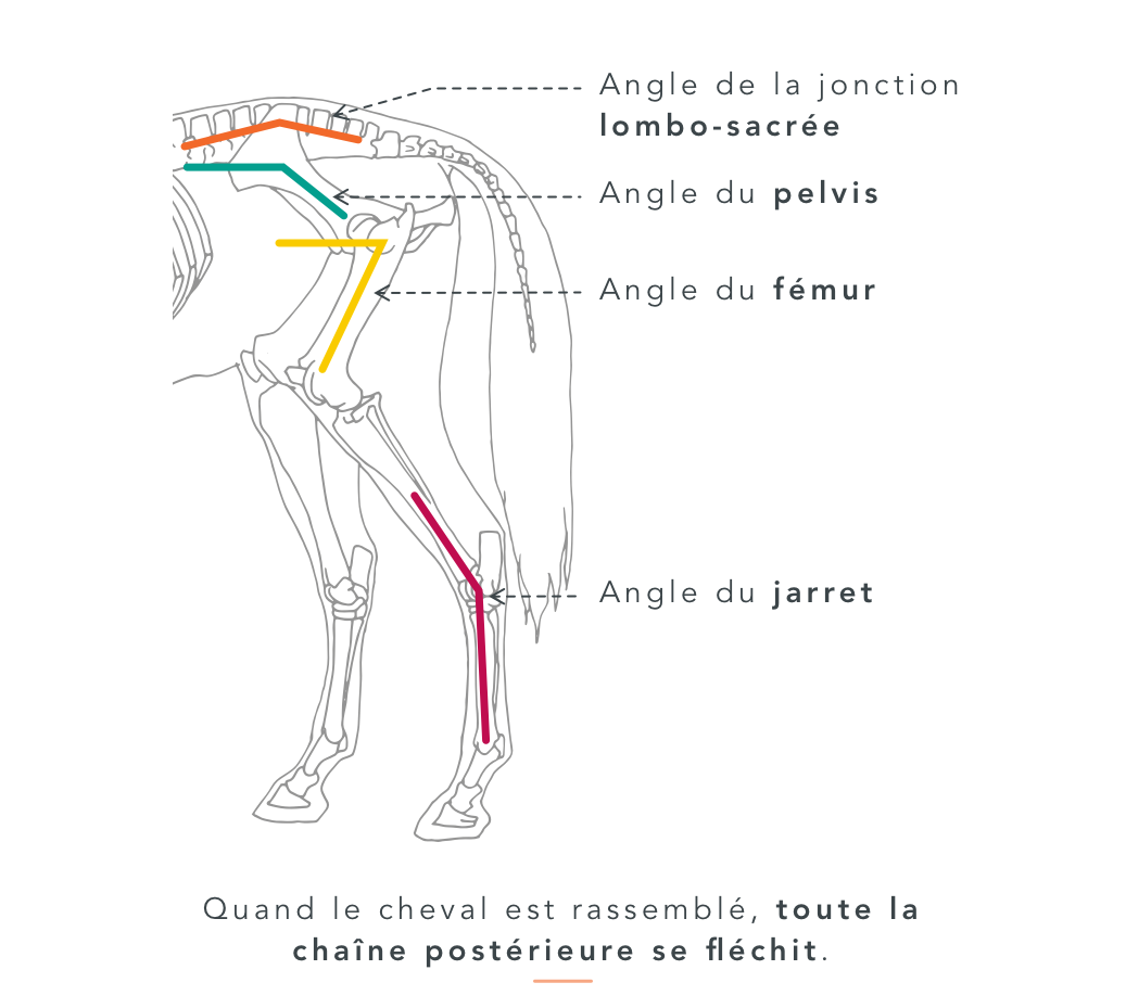 10 choses que vous ignoriez sur le rassembler chez le cheval ...