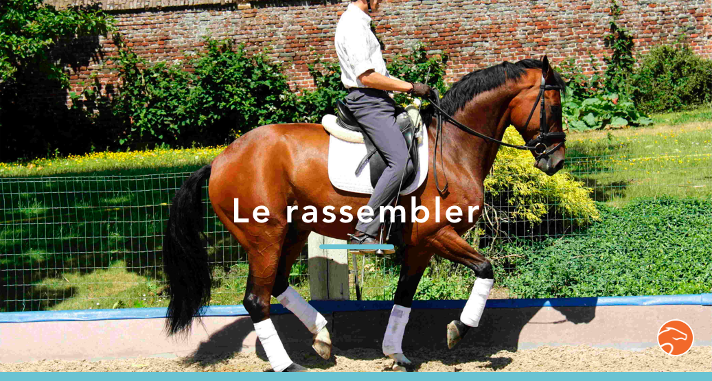 10 choses que vous ignoriez sur le rassembler chez le cheval ...