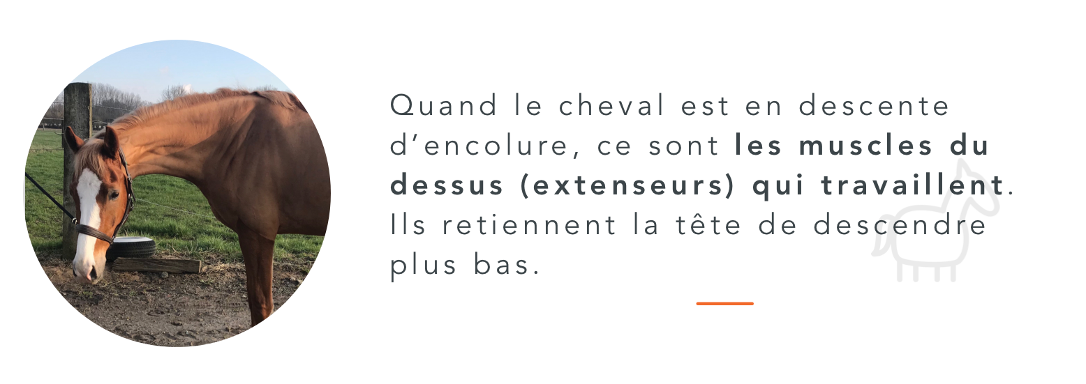 Comment muscler l'encolure de son cheval ? | Equisense - Blog