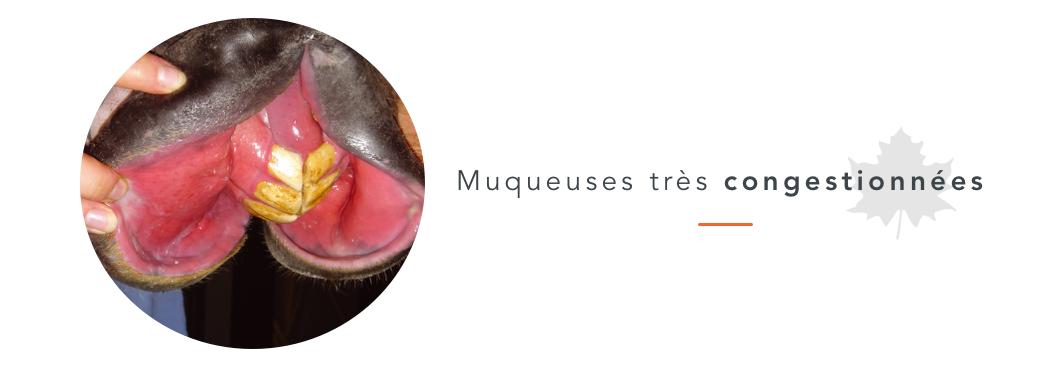 Les 8 informations à connaître absolument sur la myopathie atypique du ...