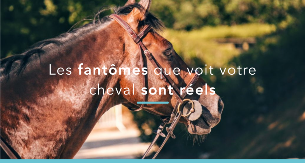 Tout savoir sur les 5 sens du cheval | Equisense - Blog