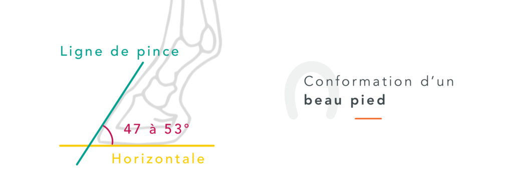 Tout ce qu'il faut savoir sur le pied du cheval | Equisense - Blog