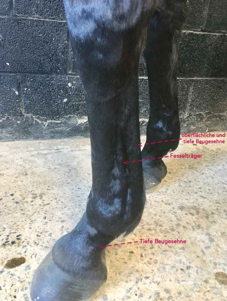 Mein Pferd hat eine Tendinitis. Was tun? | Equisense - Blog