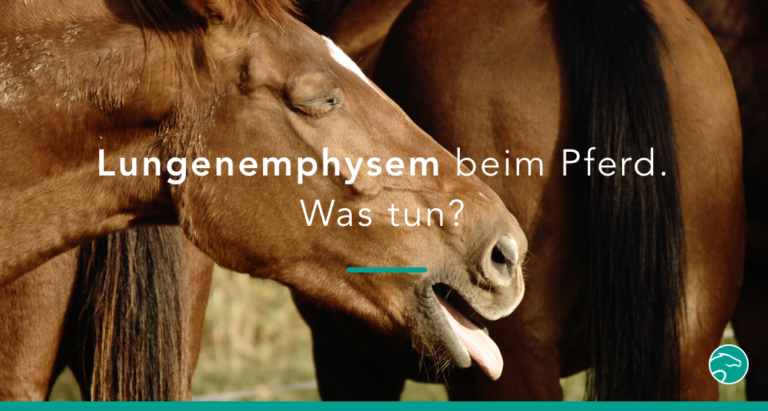 8 Fakten zum Lungenemphysem beim Pferd | Equisense - Blog