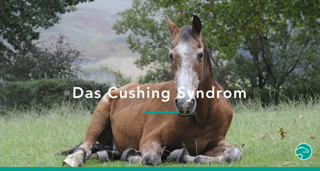 Das Cushing Syndrom beim Pferd - Was genau ist das? | Equisense - Blog