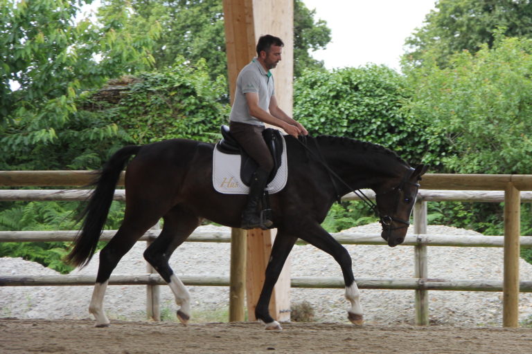 How to Break in Your Horse in 4 Weeks | Equisense - Blog