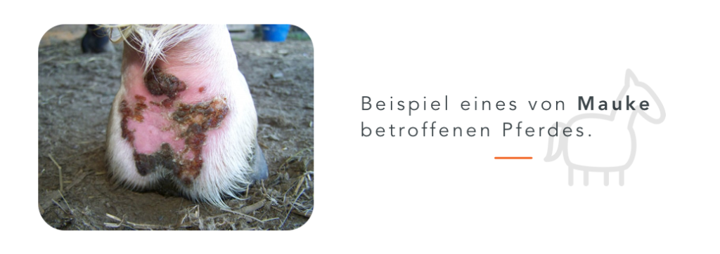 4 Tipps zur Behandlung von Mauke | Equisense - Blog