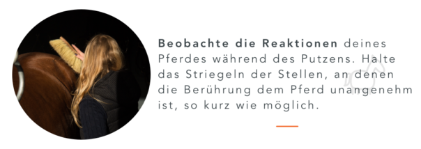 Was Pferde wirklich vom Putzen halten | Equisense - Blog