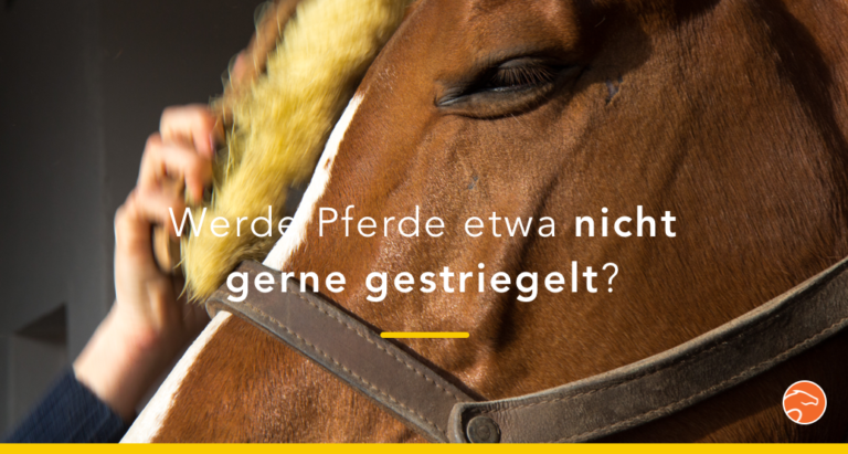 Was Pferde wirklich vom Putzen halten | Equisense - Blog