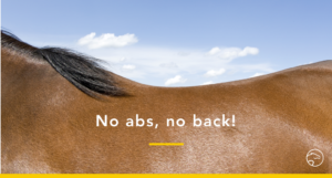 3 tips to Efficiently Build Back Muscles for your Horse | Equisense - Blog