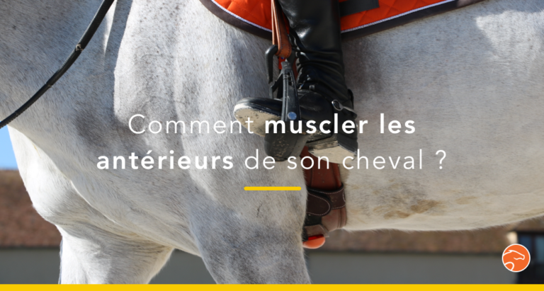 3 exercices pour muscler les épaules de son cheval | Equisense - Blog