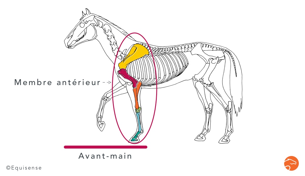 3 exercices pour muscler les épaules de son cheval | Equisense - Blog