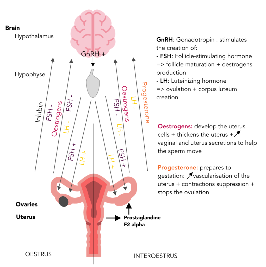 5 Things to know About the Mare’s Heat Cycle | Equisense - Blog