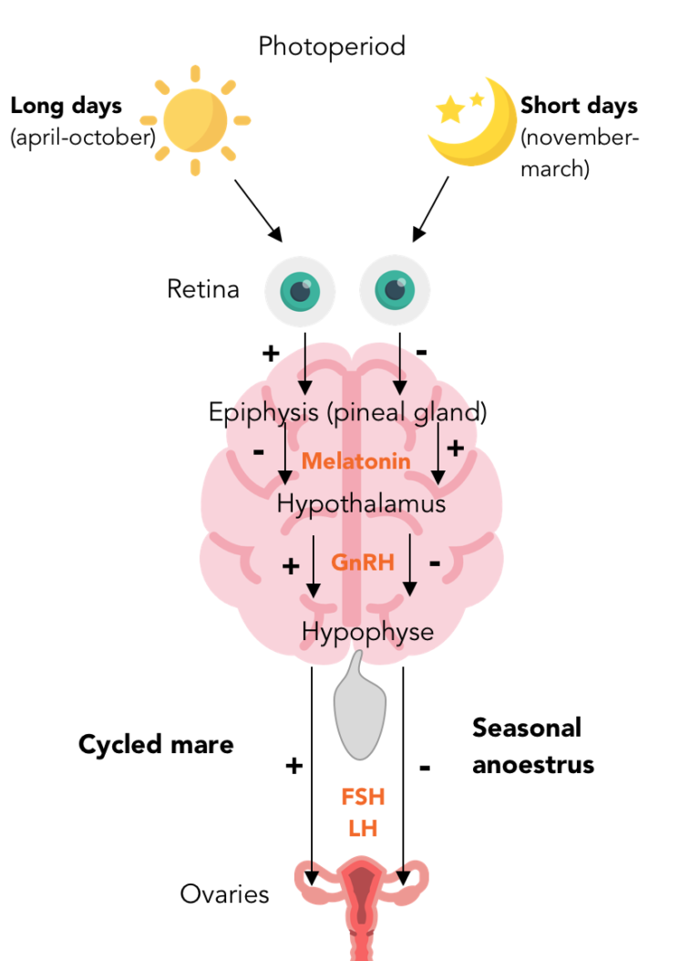 5 Things to know About the Mare’s Heat Cycle | Equisense - Blog