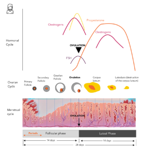 5 Things to know About the Mare’s Heat Cycle | Equisense - Blog