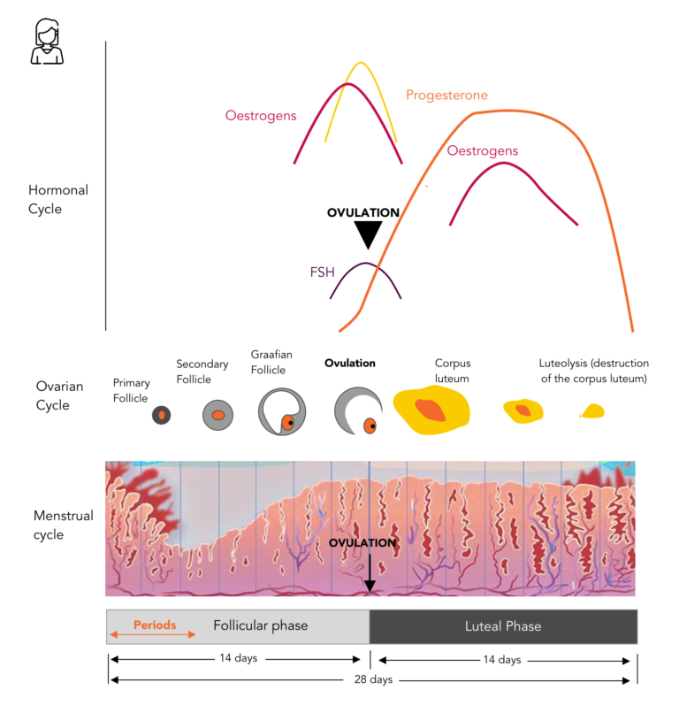 5 Things to know About the Mare’s Heat Cycle | Equisense - Blog