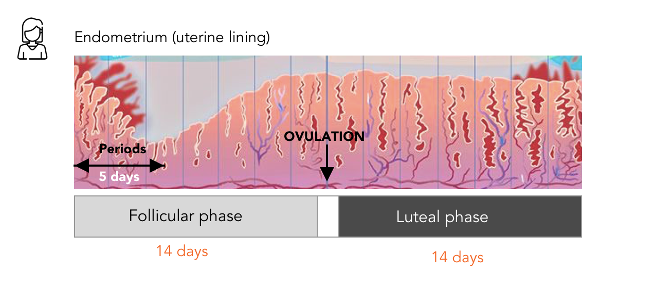 5 Things to know About the Mare’s Heat Cycle | Equisense - Blog
