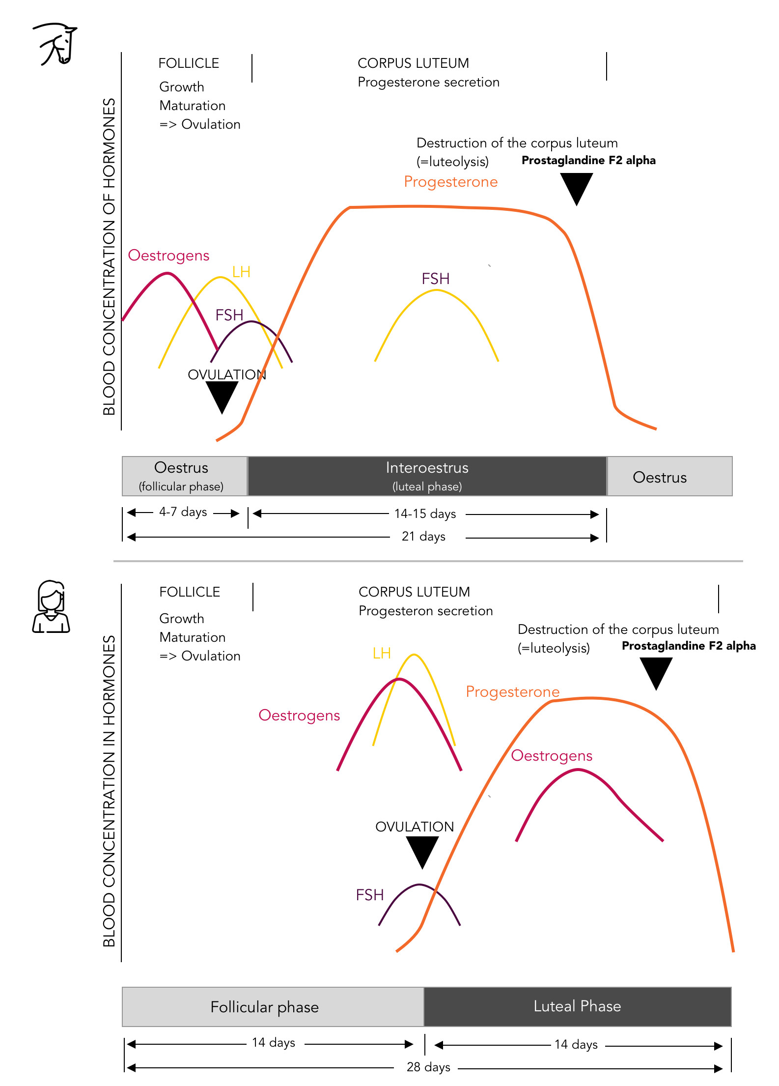 5 Things to know About the Mare’s Heat Cycle | Equisense - Blog
