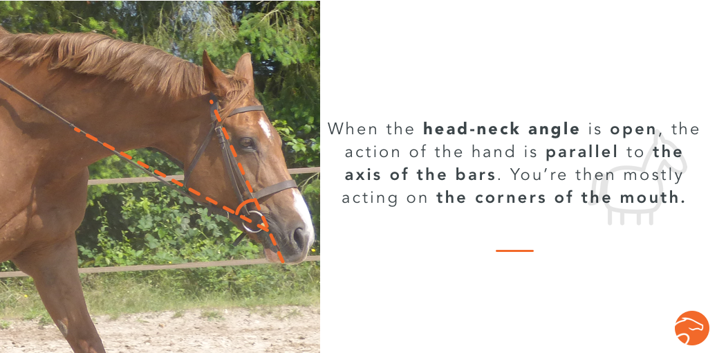 5 Minutes to Understand Bit fitting for your Horse | Equisense - Blog