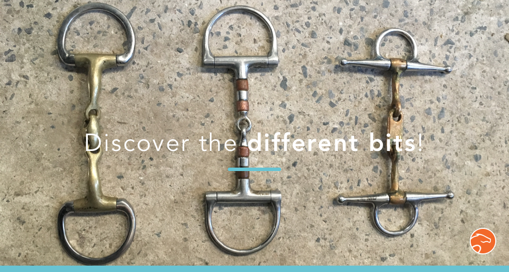 5 Minutes to Understand how to Find the Right Bit for your Horse ...