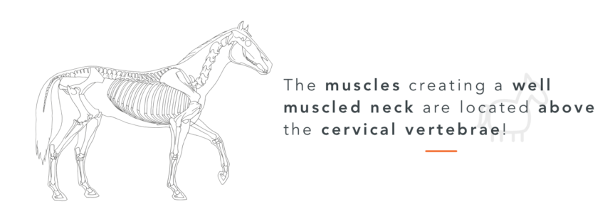 Building Neck Muscles? Piece of Cake! | Equisense - Blog