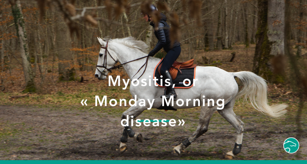 The Horse’s Myositis: What can I do? | Equisense - Blog