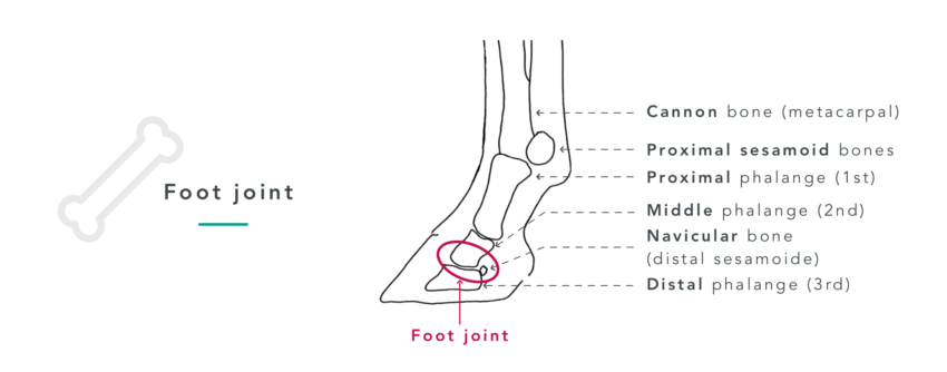 4 Tips to Deal with your Horse’s Arthritis | Equisense - Blog