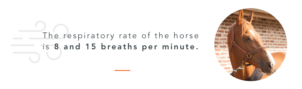 6 ‘Must Know’ Aspects of the Horse's Respiratory System | Equisense - Blog
