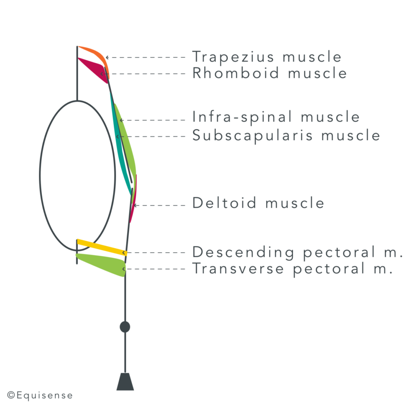 7 Reasons to Train Lateral Movements Every day | Equisense - Blog