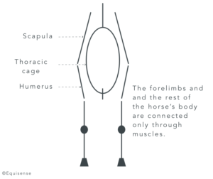 Here is how to Muscle Your Horse's Chest! | Equisense - Blog