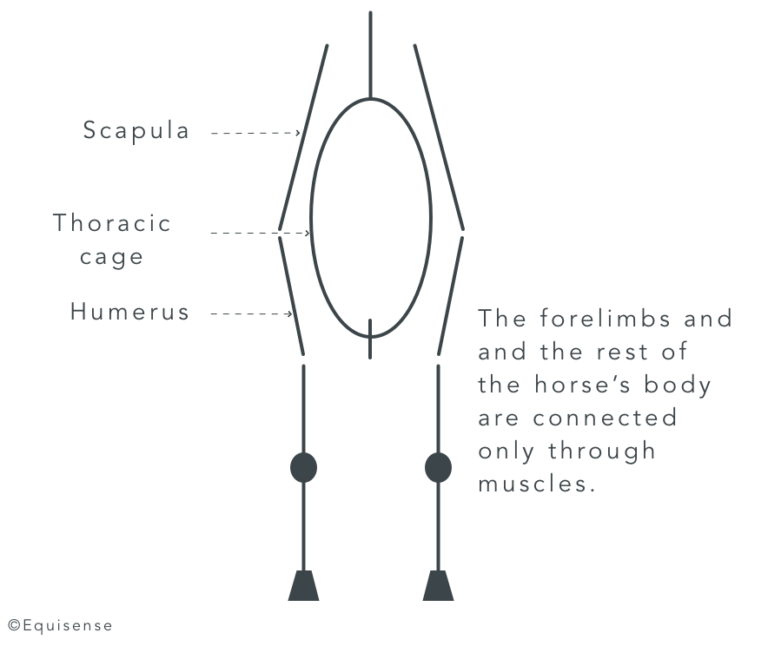 Here is how to Muscle Your Horse's Chest! | Equisense - Blog
