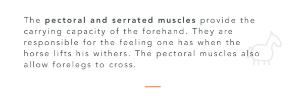 Here is how to Muscle Your Horse's Chest! | Equisense - Blog