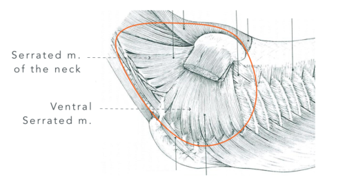Here is how to Muscle Your Horse's Chest! | Equisense - Blog