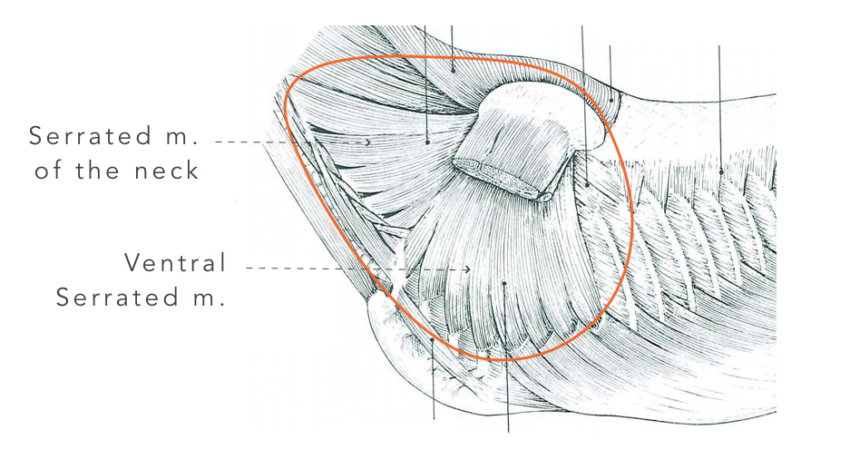 Here is how to Muscle Your Horse's Chest! | Equisense - Blog