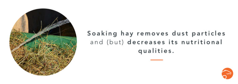 How Long Should you Soak Your Horse's hay for? | Equisense - Blog