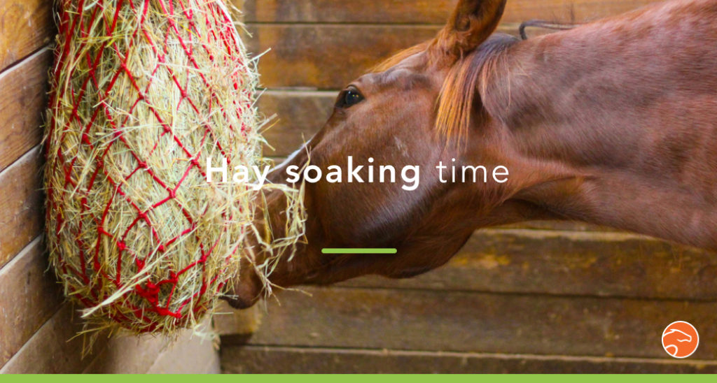 How Long Should you Soak Your Horse's hay for? | Equisense - Blog