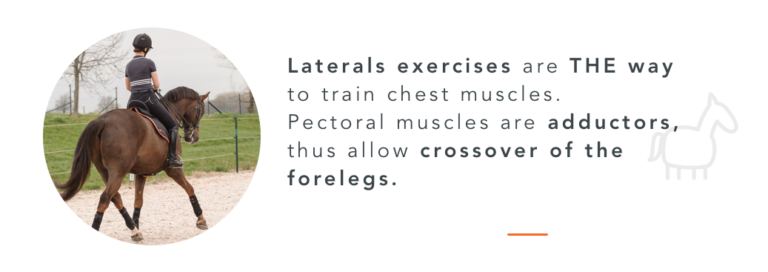 Here is how to Muscle Your Horse's Chest! | Equisense - Blog