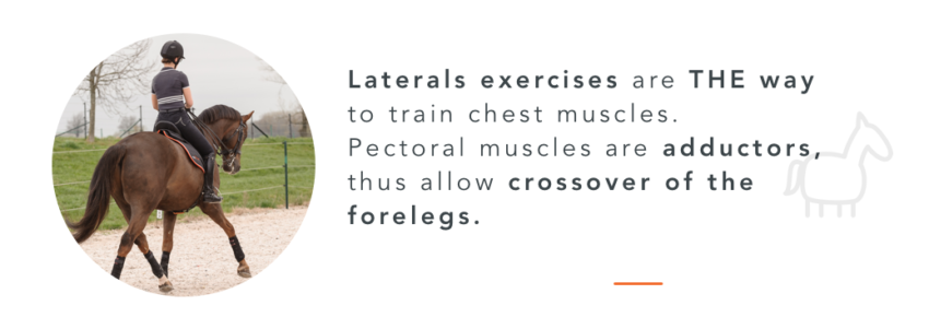 Here is how to Muscle Your Horse's Chest! | Equisense - Blog