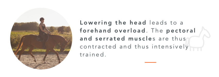 Here is how to Muscle Your Horse's Chest! | Equisense - Blog